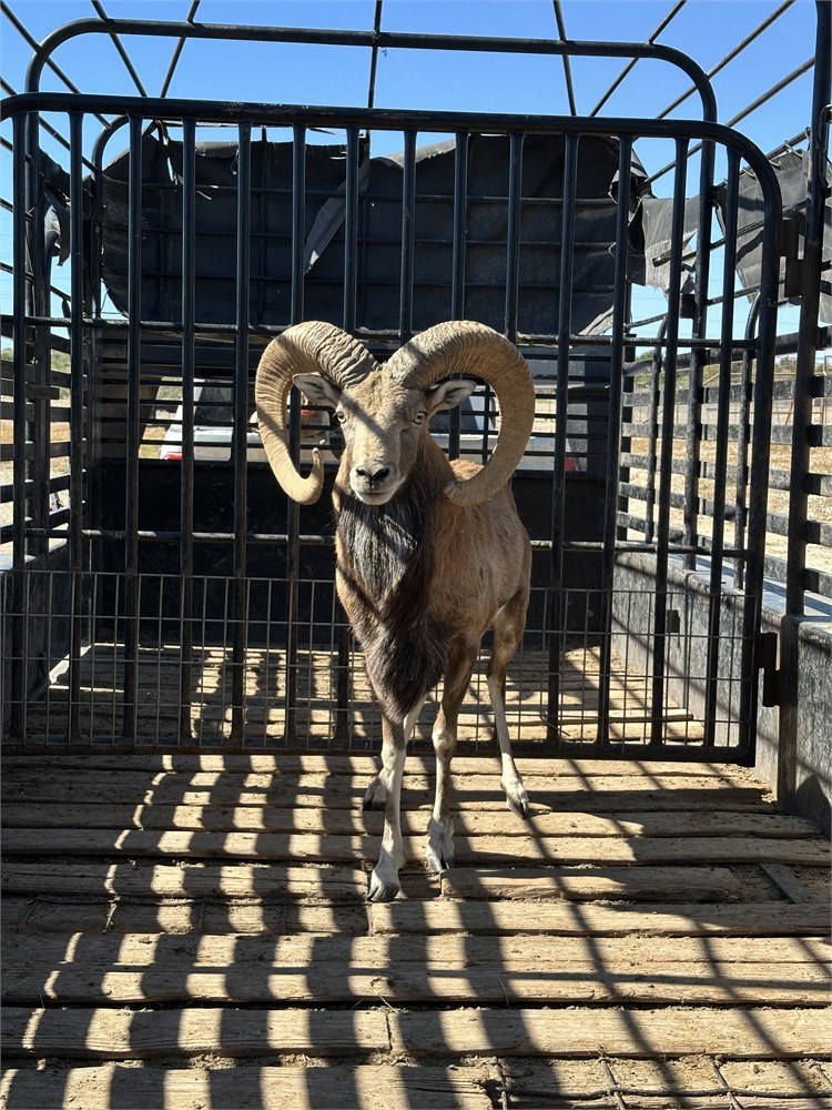 WildLife Buyer, LLC. - Afghan Urial