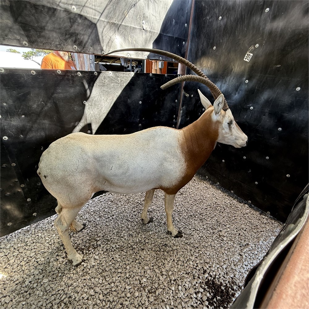 WildLife Buyer, LLC. - 1.0 Scimitar Oryx Bull
