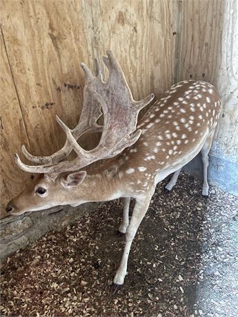 WildLife Buyer, LLC. - Fallow buck