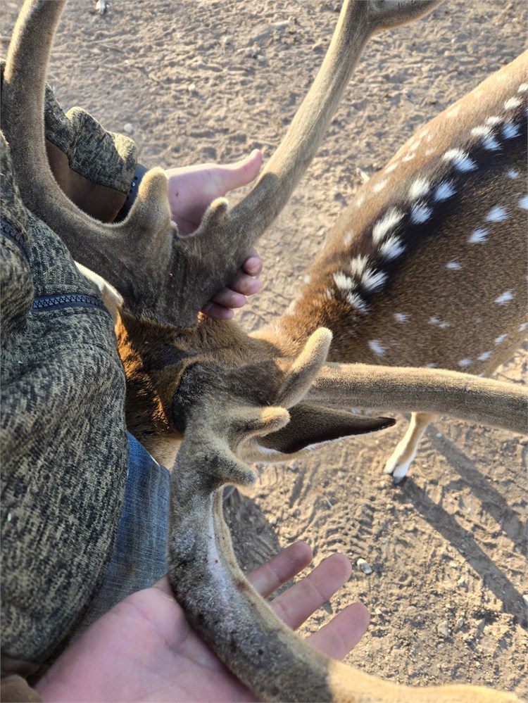 WildLife Buyer, LLC. - 0.13 Axis does exposed Monster Buck!!!!!