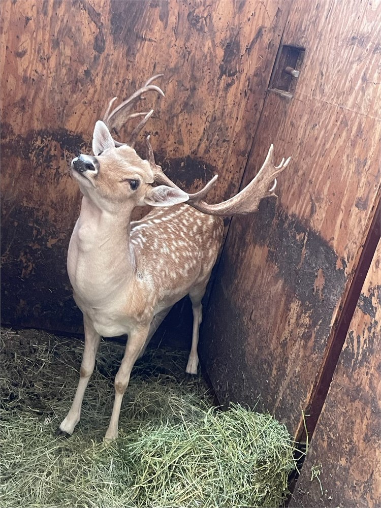 WildLife Buyer, LLC. - 1.0 Fallow