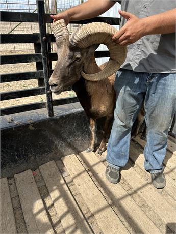 WildLife Buyer, LLC. - BigHorn Cross Ram
