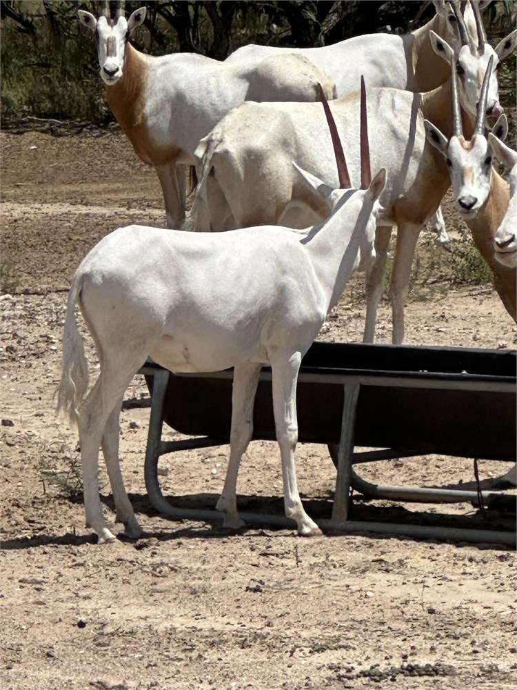 WildLife Buyer, LLC. - Albino scimitar male