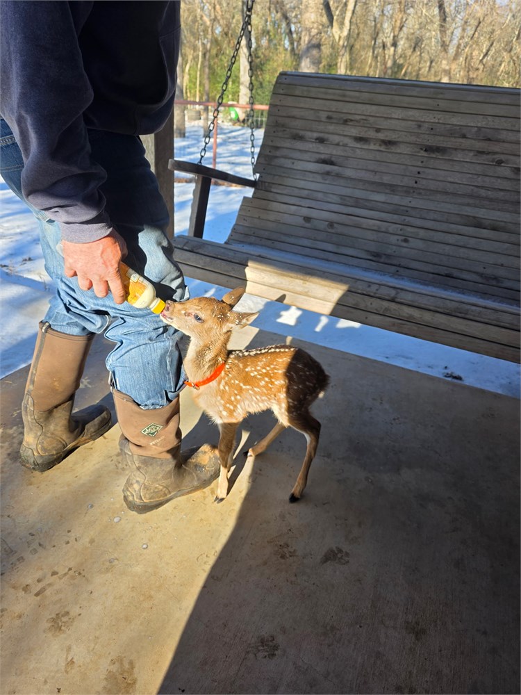 WildLife Buyer, LLC. - Bottle Baby Axis Male