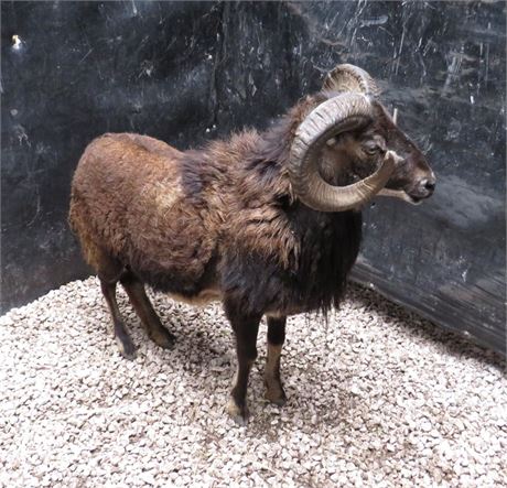 WildLife Buyer, LLC. - 1.0 CORSICAN CROSS (OKB#6-4)