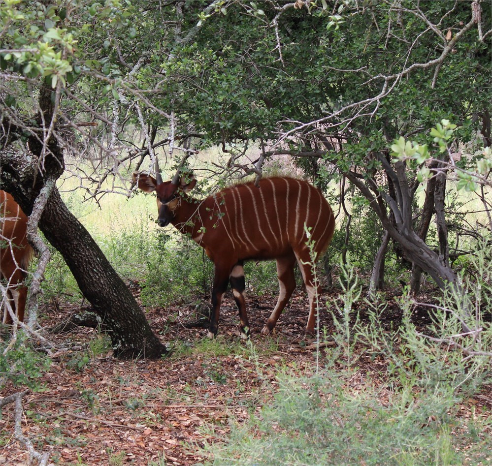 WildLife Buyer, LLC. - 0.1 BONGO