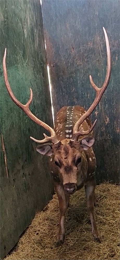 WildLife Buyer, LLC. - 8 point axis buck.