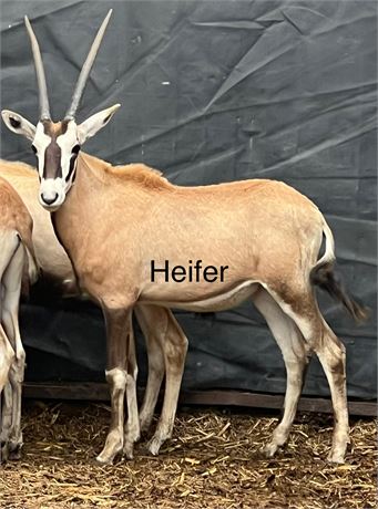 WildLife Buyer, LLC. - 1.1 Scimbok - BOERNE