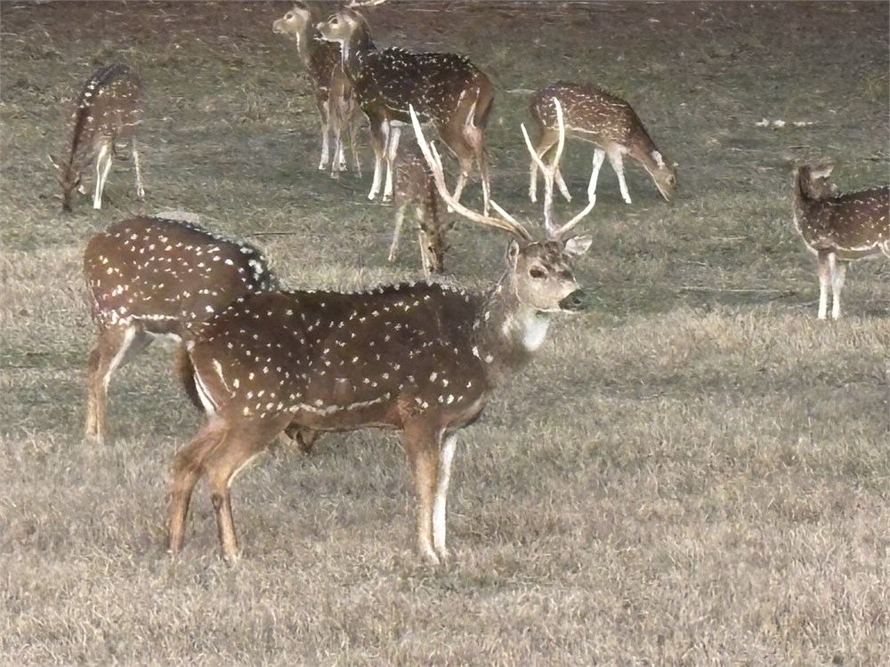 WildLife Buyer, LLC. - Axis Buck