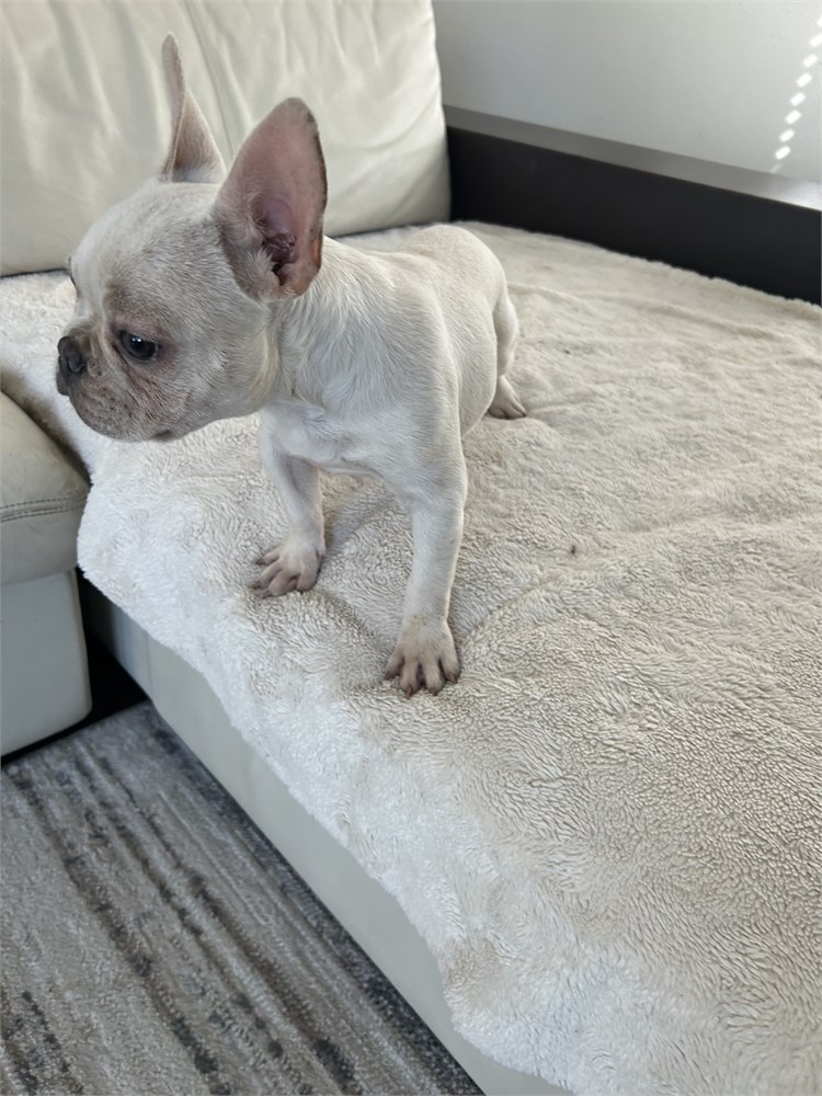 WildLife Buyer, LLC. - 5 months old male frenchi
