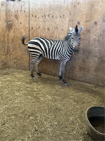 WildLife Buyer, LLC. - Mature zebra stud