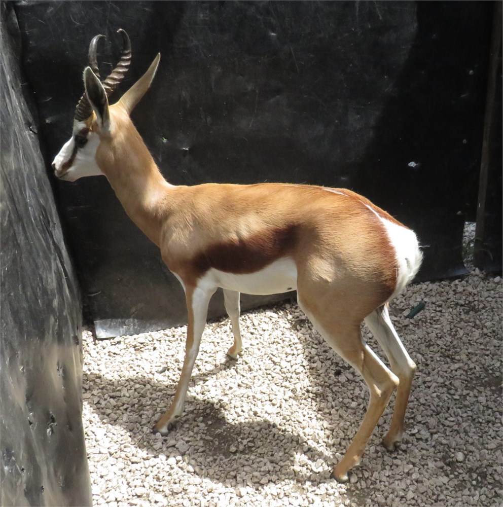 WildLife Buyer, LLC. - 鸞 1.0 SPRINGBOK (OKB#3-3) - Ask About Insurance