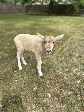 WildLife Buyer, LLC. - Bottle Baby Addax Heifer
