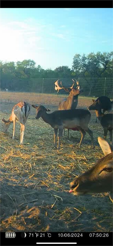 WildLife Buyer, LLC. - 0.1 bottle baby fallow