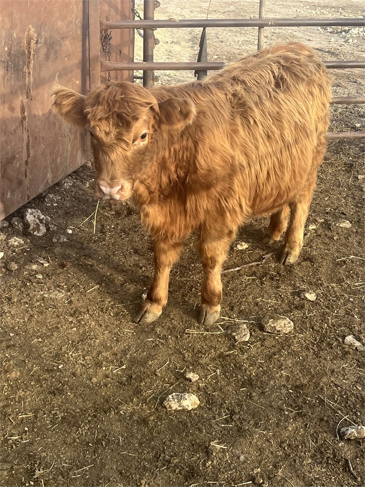WildLife Buyer, LLC. - Highland heifer