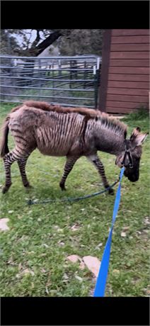 WildLife Buyer, LLC. - 1.5 yr old Male Zdonk