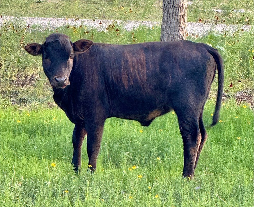 WildLife Buyer, LLC. - .1 Micro Brindle Zebu Heifer