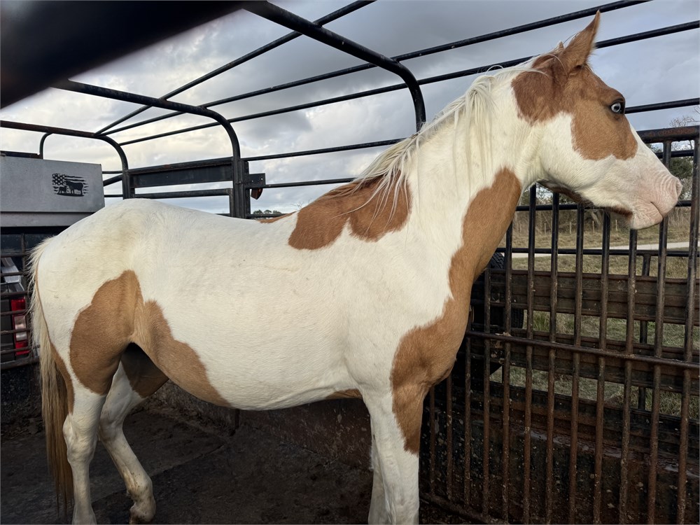 WildLife Buyer, LLC. - 4 year old paint stud