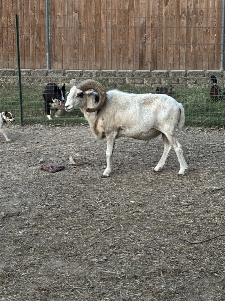 WildLife Buyer, LLC. - 1.0 RAM