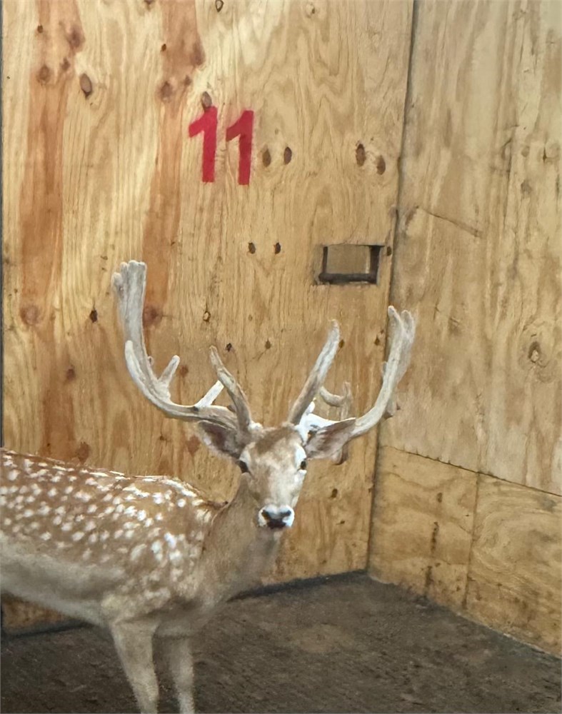 WildLife Buyer, LLC. - Fallow Room 11 Spotted
