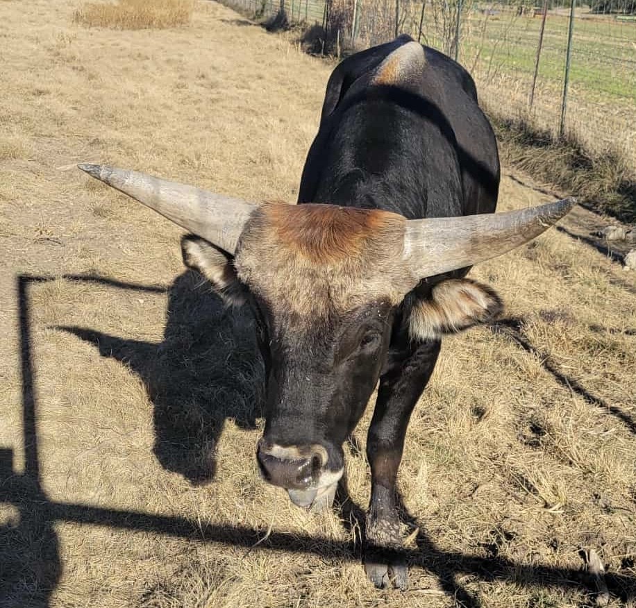 WildLife Buyer, LLC. - 1.0 Rare Gayal (Mithun) – The Legendary ‘Drung ...