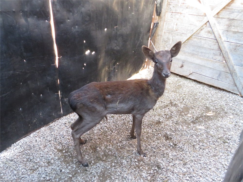 WildLife Buyer, LLC. - 1.0 FALLOW (RB#7) - Ask About Insurance