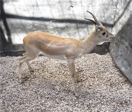 WildLife Buyer, LLC. - 1.0 BLACKBUCK TAG#226 (NKB#1)