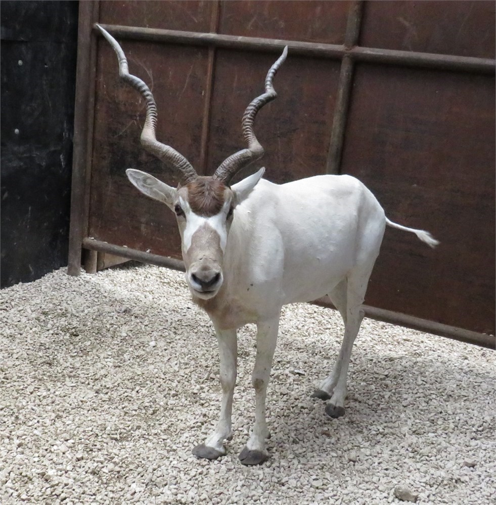 WildLife Buyer, LLC. - 1.0 ADDAX (WB#1) GIANT BULL