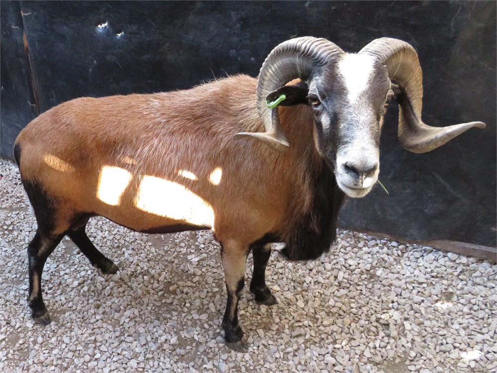 WildLife Buyer, LLC. - 1.0 CORSICAN TAG#195 (ORB#4) - Ask About Insurance