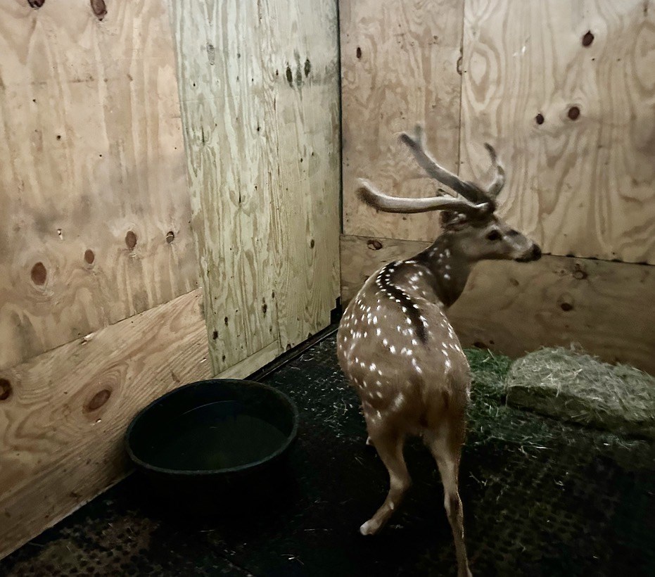 WildLife Buyer, LLC. - Axis Buck WIDE Room 5