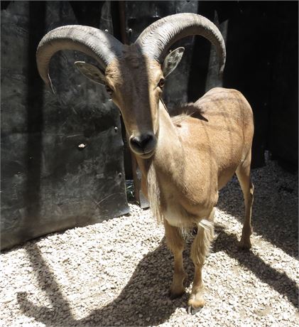 WildLife Buyer, LLC. - 1.0 AOUDAD (OKB#4-4)