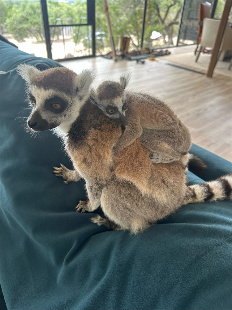WildLife Buyer, LLC. - .2 Lemur (momma + baby)