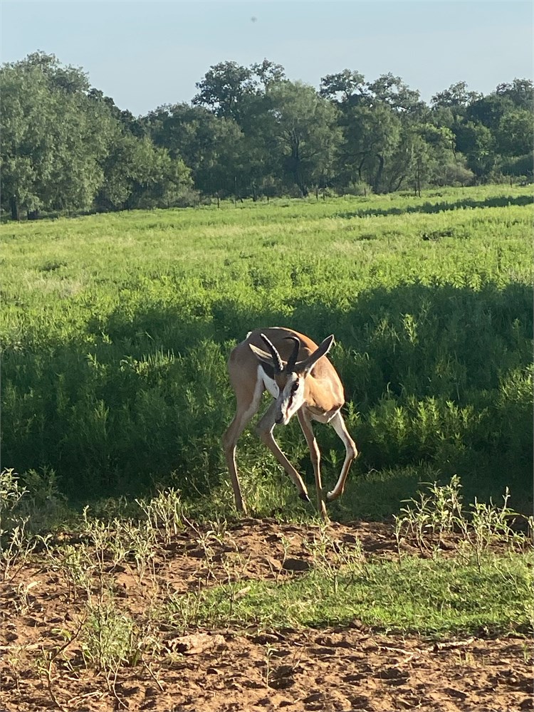 WildLife Buyer, LLC. - 1.0 Springbok