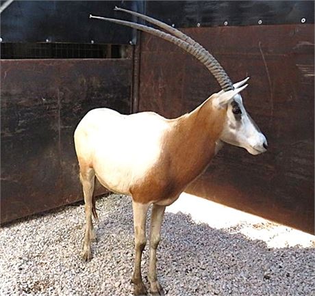 WildLife Buyer, LLC. - 1.0 SCIMITAR TAG#228 (NKB#8)