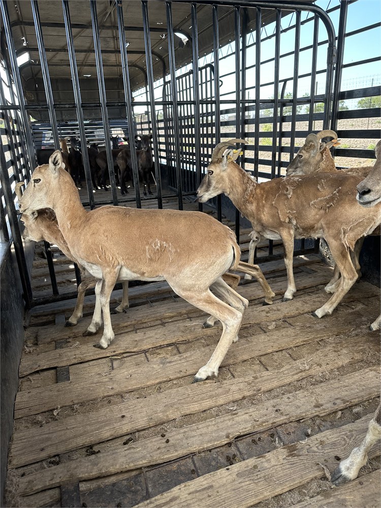 WildLife Buyer, LLC. - 5 Transcaspian Ewes
