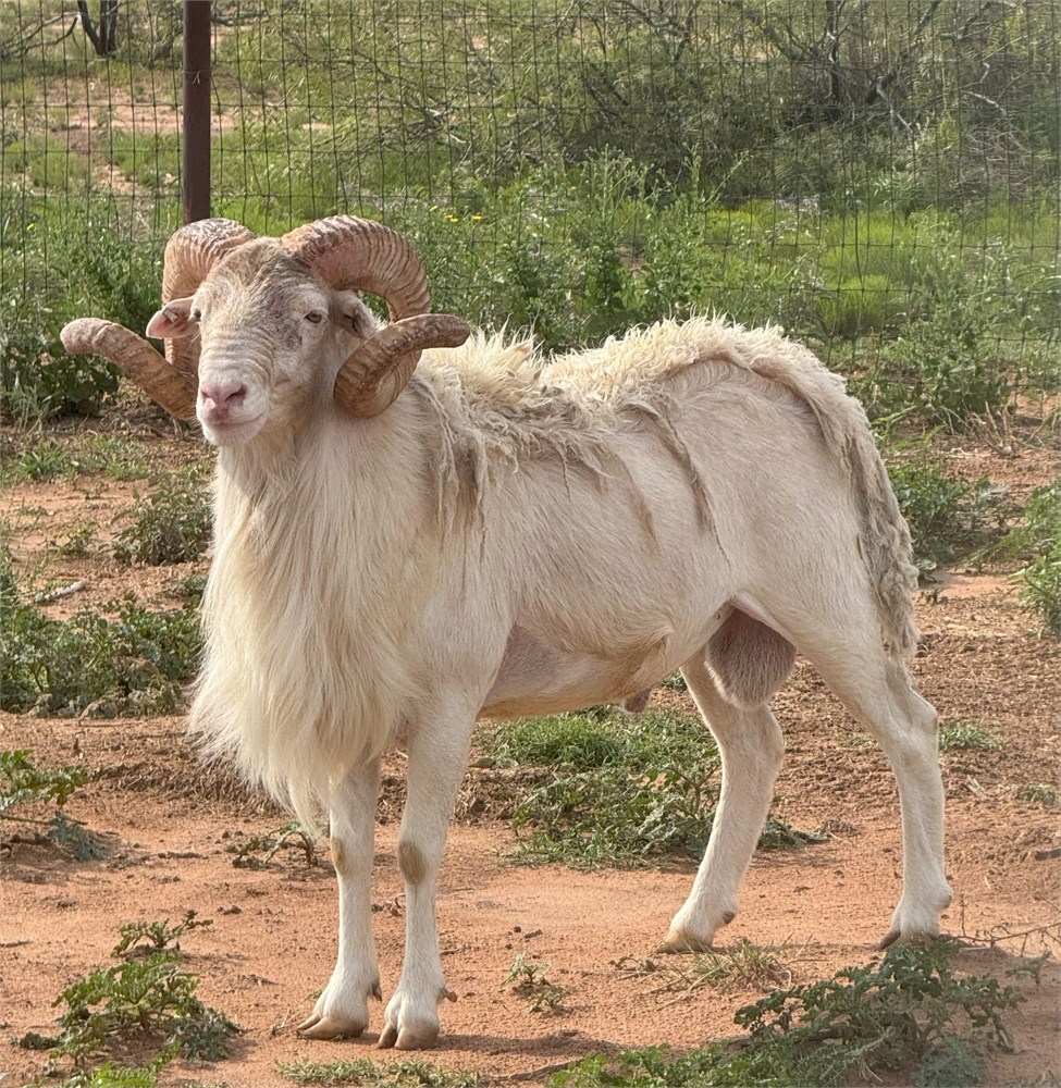 WildLife Buyer, LLC. - Texas Dall