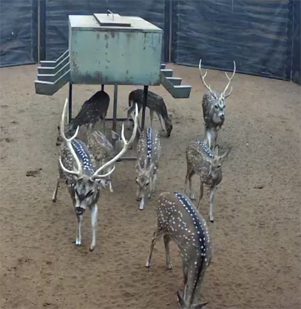 WildLife Buyer, LLC. - 2 winter Axis bucks