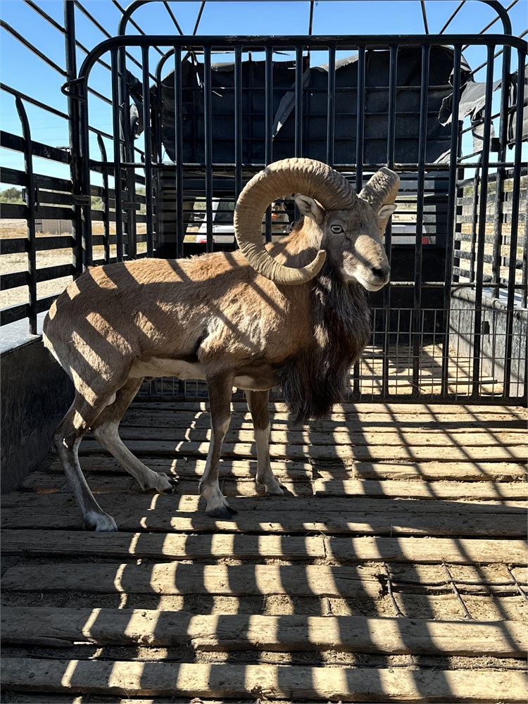 WildLife Buyer, LLC. - Afghan Urial
