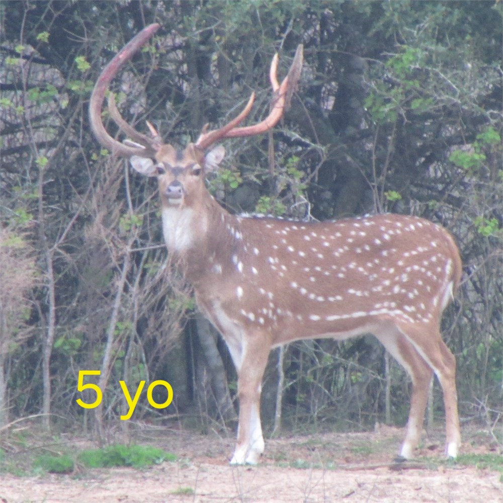 WildLife Buyer, LLC. - 1.0 Non-Typical Axis Buck