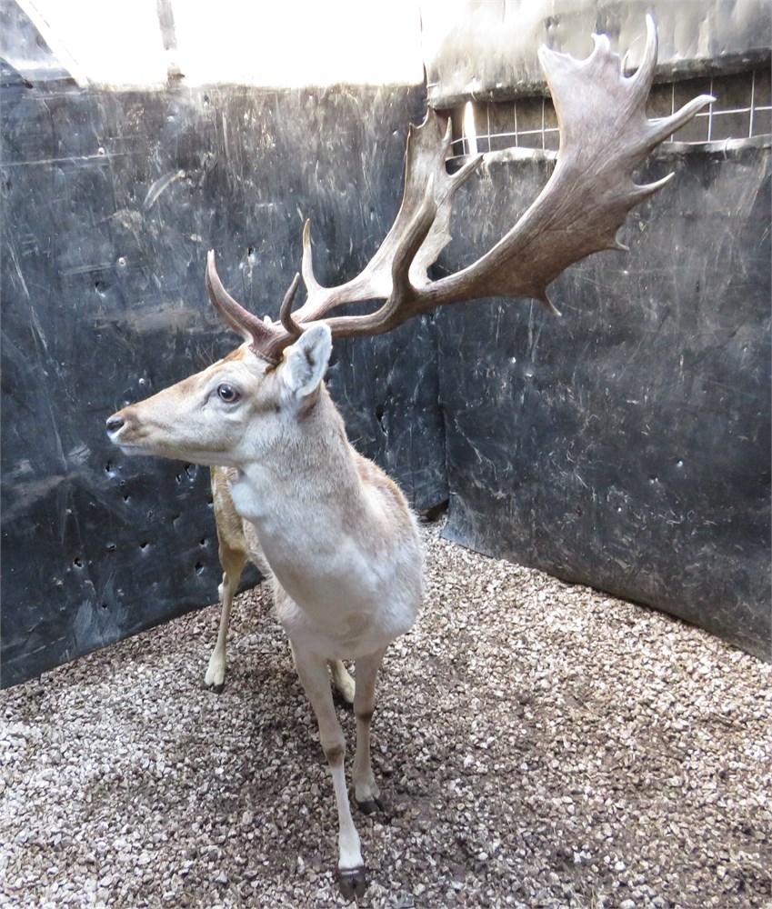 WildLife Buyer, LLC. - 1.0 FALLOW (OKB#6-5) - Ask About Insurance