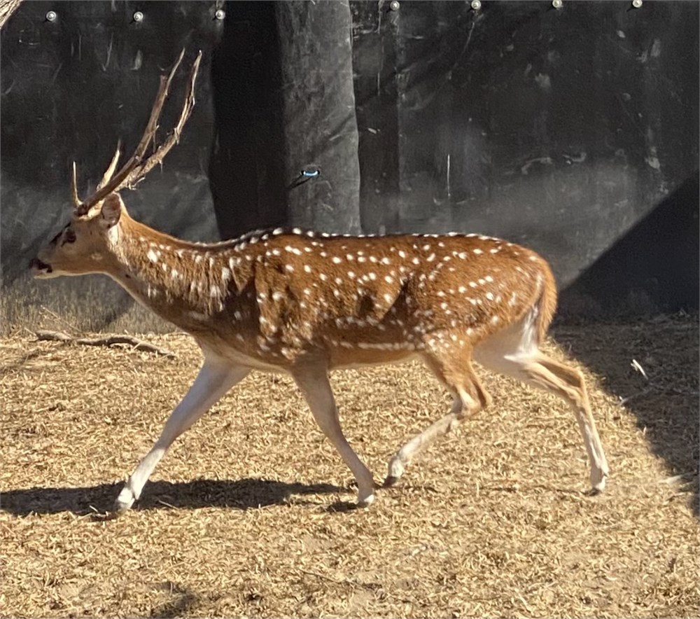 WildLife Buyer, LLC. - 1.0 Axis Buck
