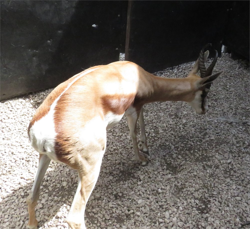 WildLife Buyer, LLC. - 鸞 1.0 SPRINGBOK (OKB#3-3) - Ask About Insurance