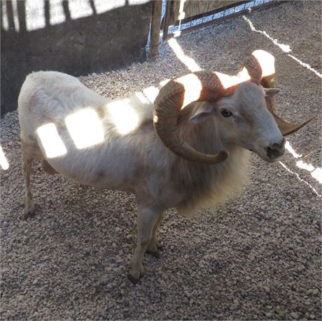 WildLife Buyer, LLC. - 1.0 SNOW URIAL (BB#2)