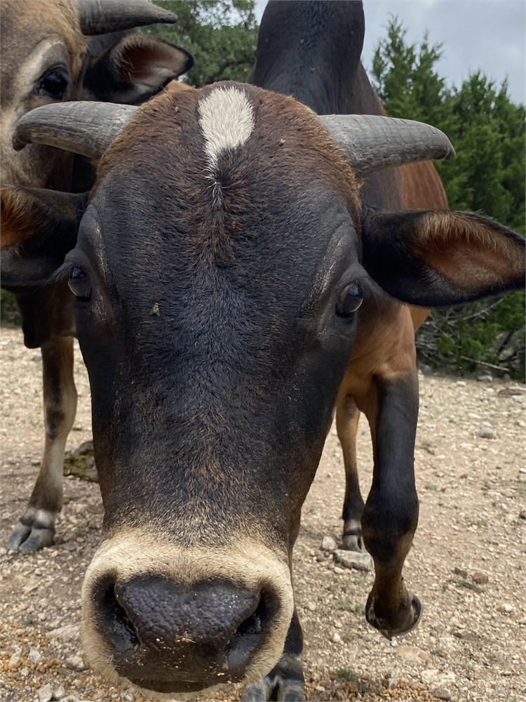 WildLife Buyer, LLC. - 2 Zebu Bulls