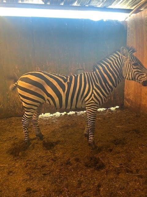 WildLife Buyer, LLC. - 1.0 Zebra Stud