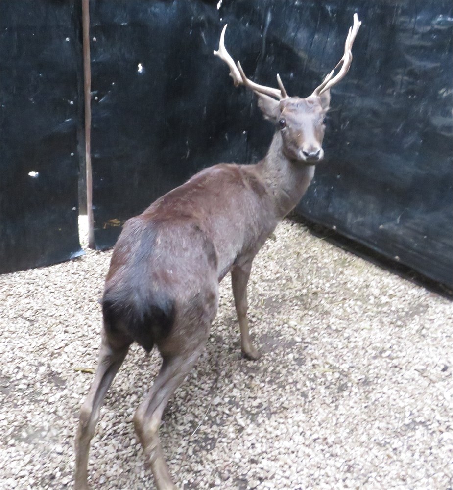 WildLife Buyer, LLC. - 1.0 FALLOW (OKB#6-2) - Ask About Insurance