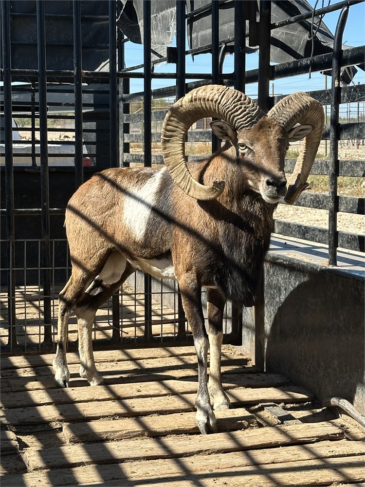 WildLife Buyer, LLC. - Red Sheep