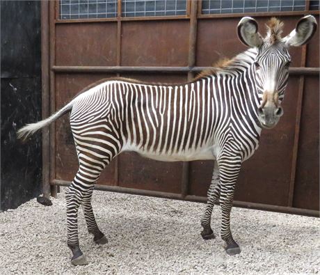 WildLife Buyer, LLC. - 0.1 GREVY ZEBRA (NKB#17) Life Insurance Options ...