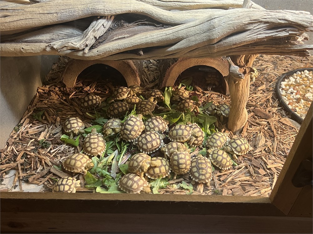 WildLife Buyer, LLC. - 0.1 Proven Sulcata Tortoise