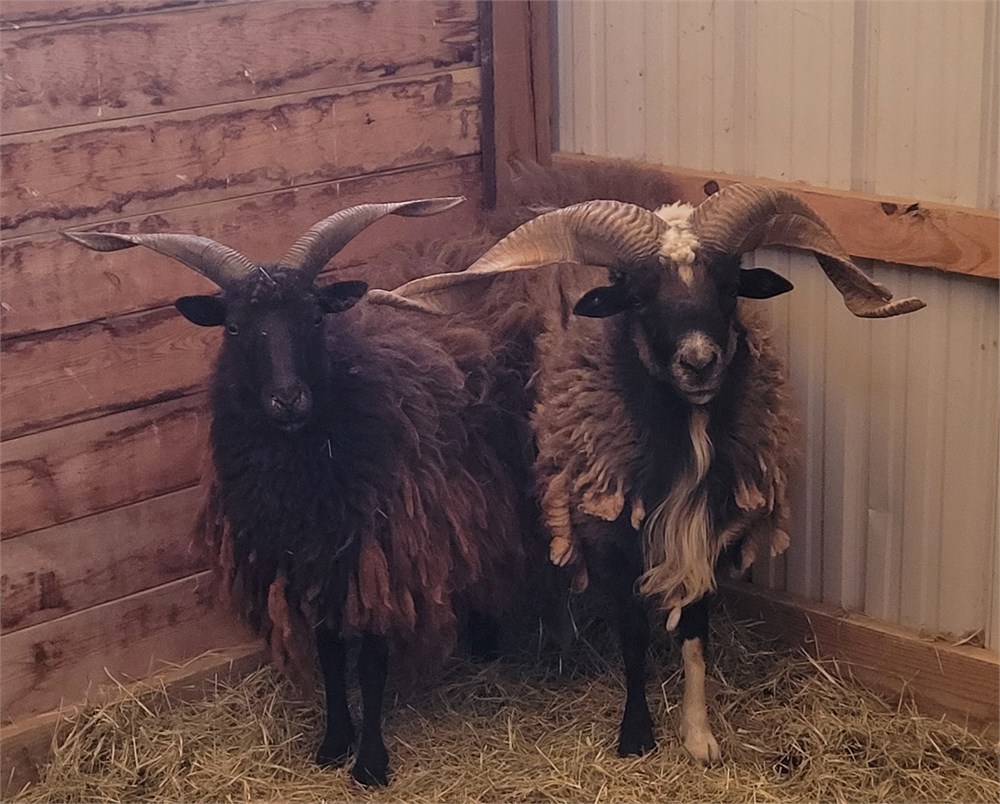 WildLife Buyer, LLC. - Ram and Ewe